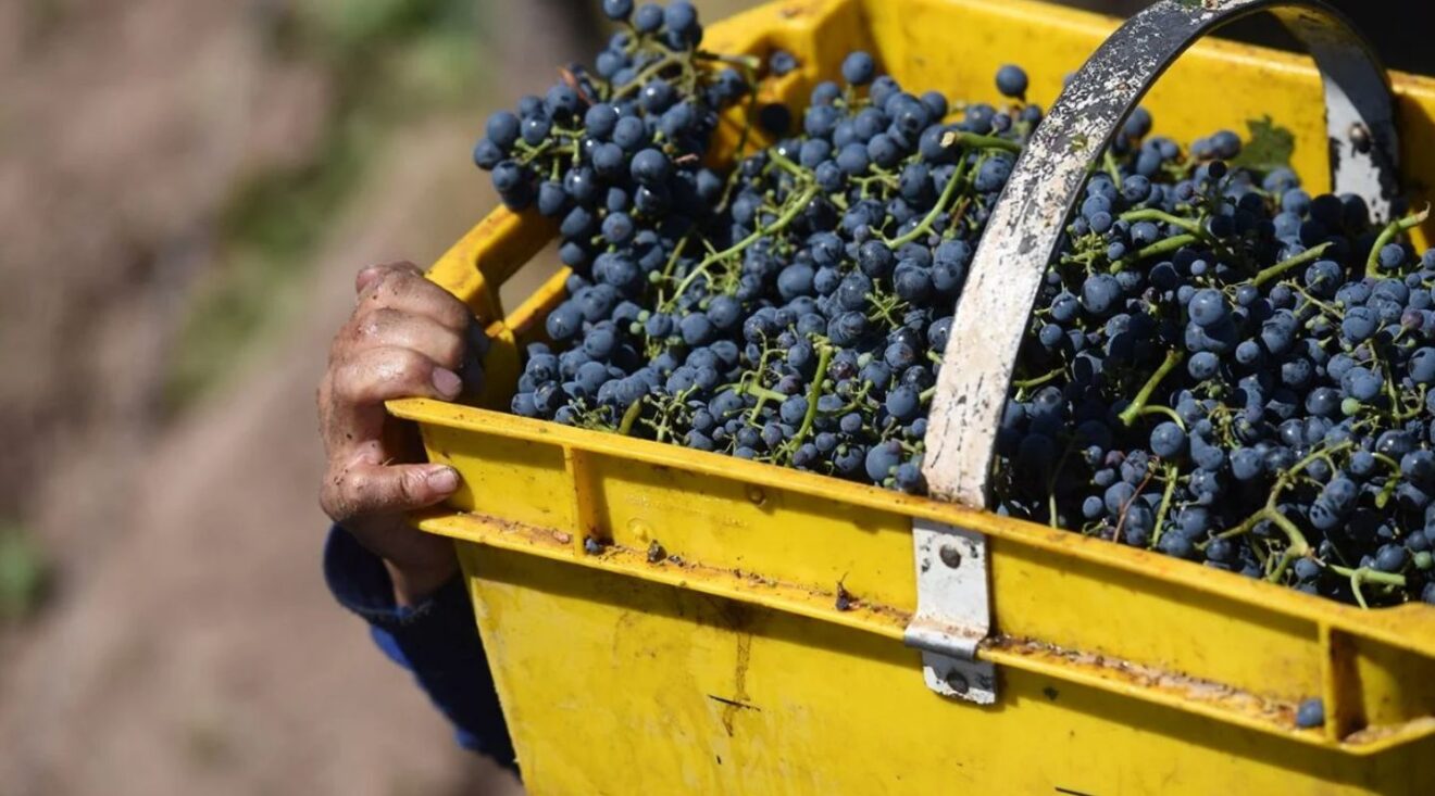 ¿Cómo viene la cosecha de uva este 2024? - Uvas Argentinas